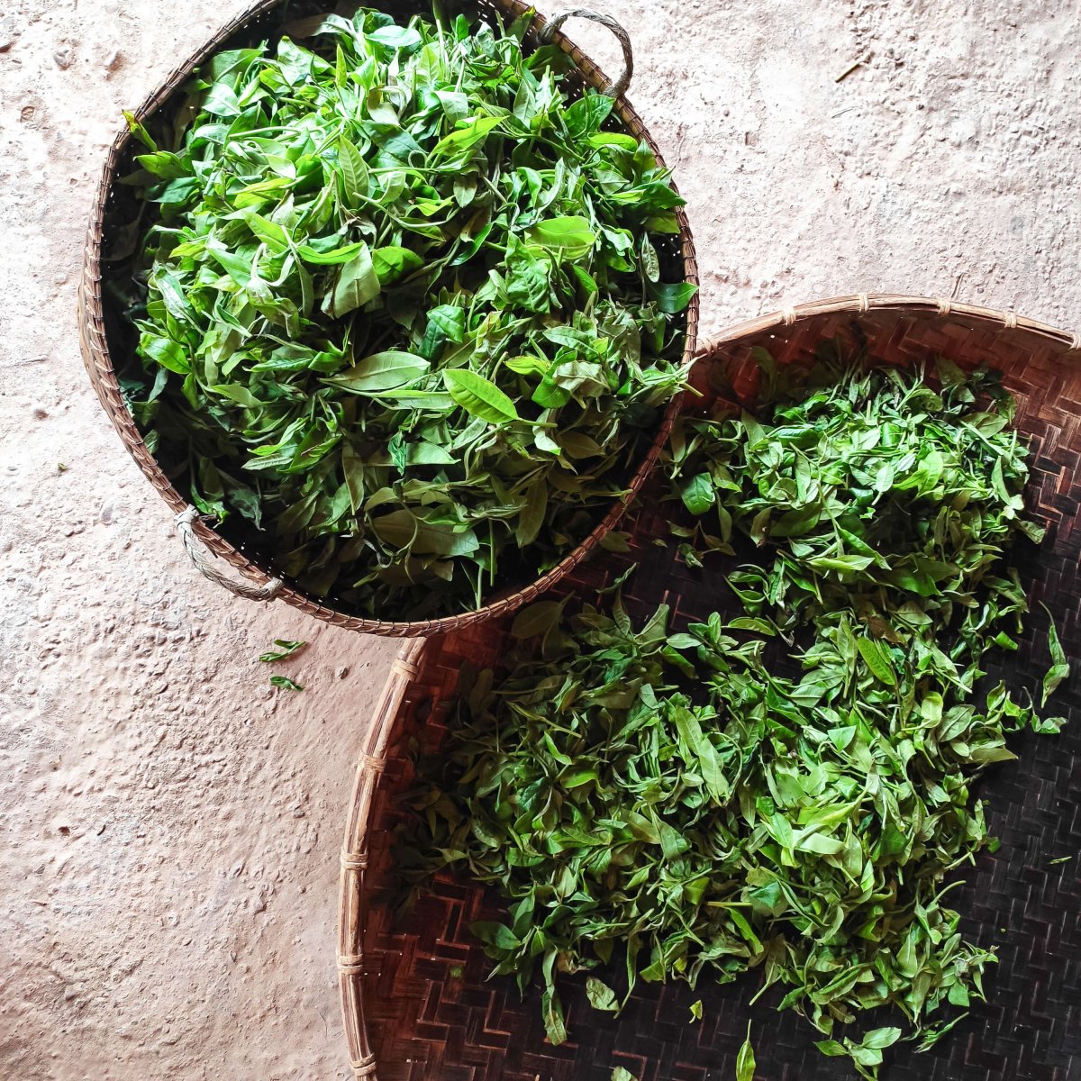 Shop for Black Tea | The Steeping Room